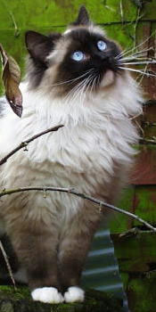 Breed Profile :: The British Ragdoll Cat Club