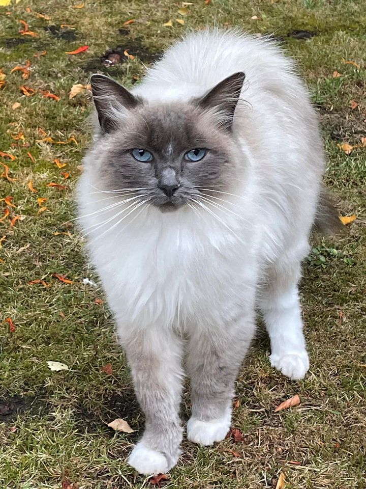 Available Rehome Cats :: The British Ragdoll Cat Club