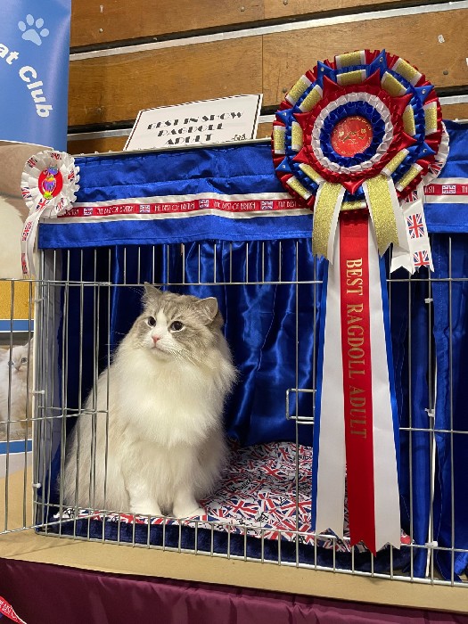 The British Ragdoll Cat Club
