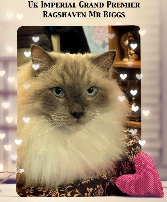 The British Ragdoll Cat Club