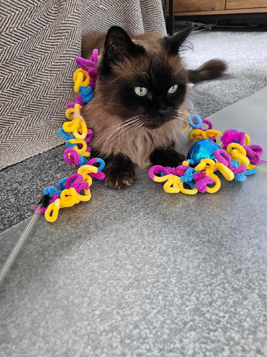 The British Ragdoll Cat Club