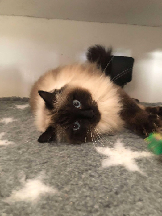 The British Ragdoll Cat Club